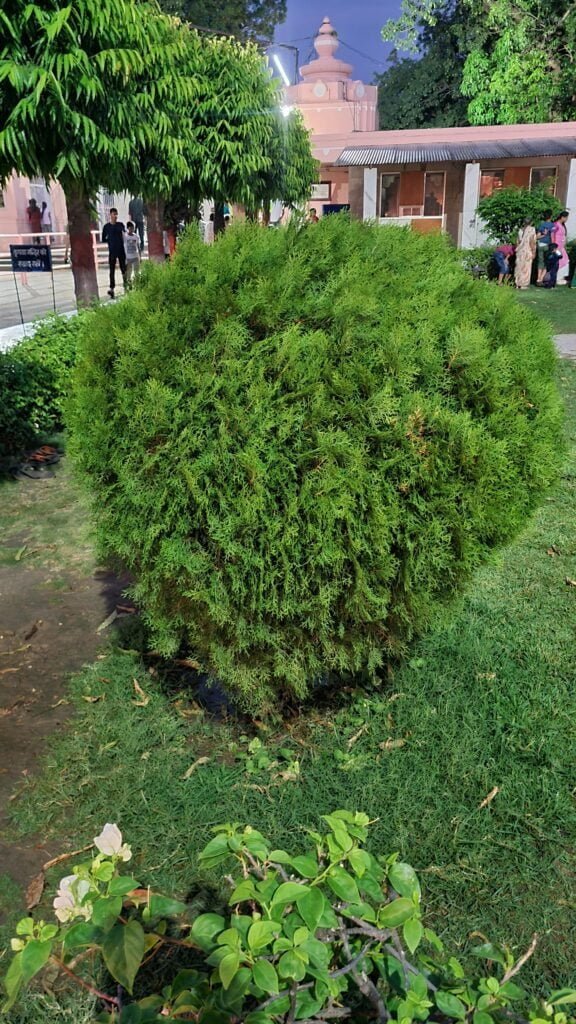 Beautiful Green Tree Image Varanasi Best - Varanasi Best Images Free ...