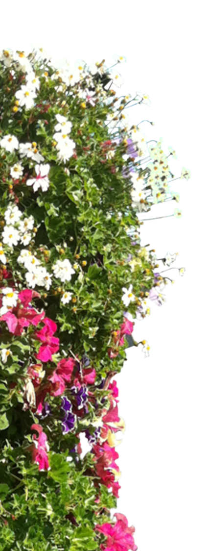 Flower Bottom Left Flower Of Scenary - Varanasi Best Images Free Downloads