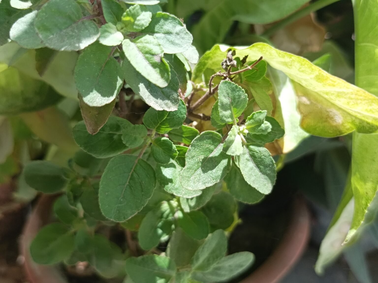 Tulsi Tree Image View Varanasi Best - Varanasi Best Images Free Downloads