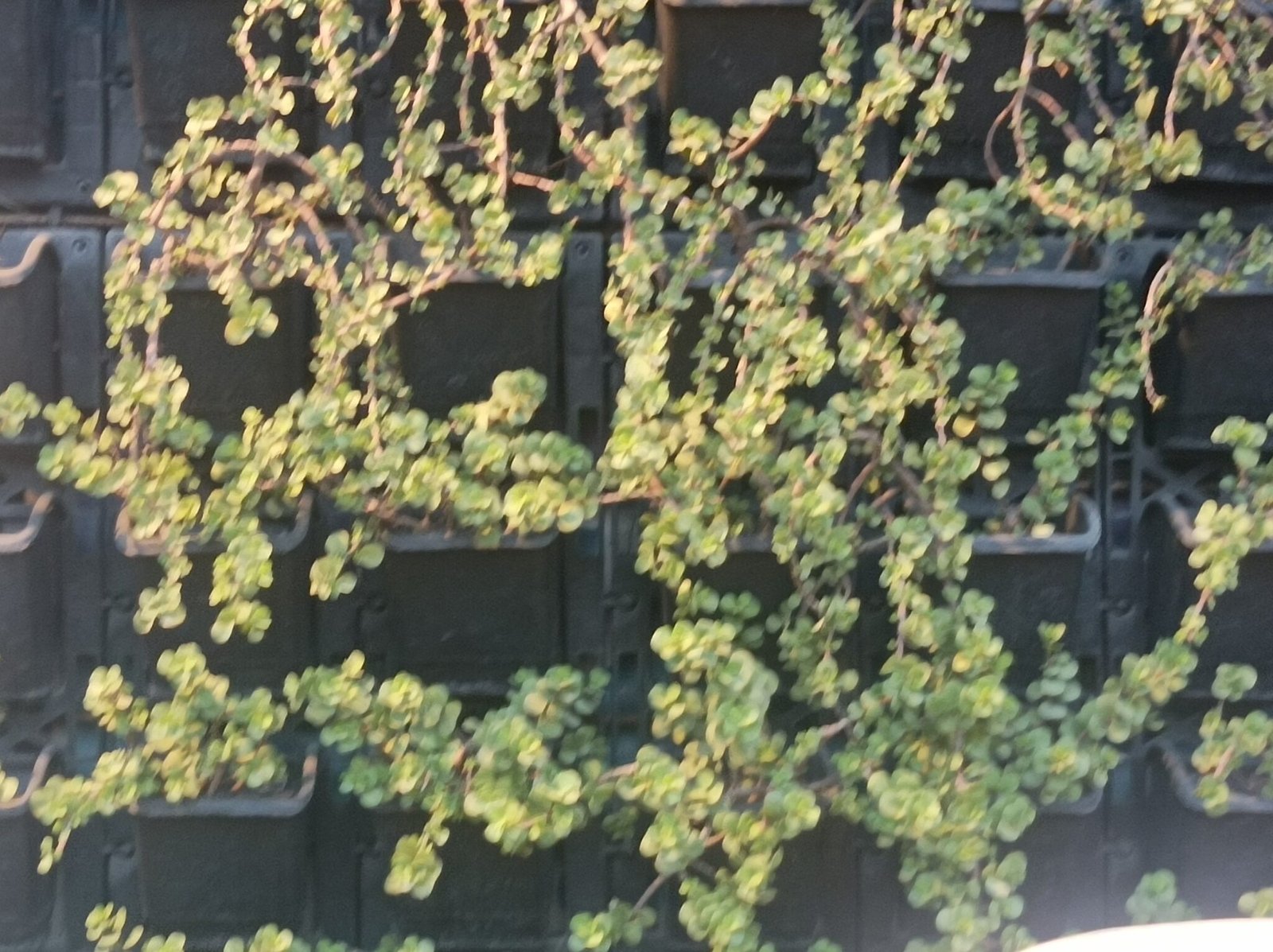 Grass Plant Tree Image Varanasi Best - Varanasi Best Images Free Downloads