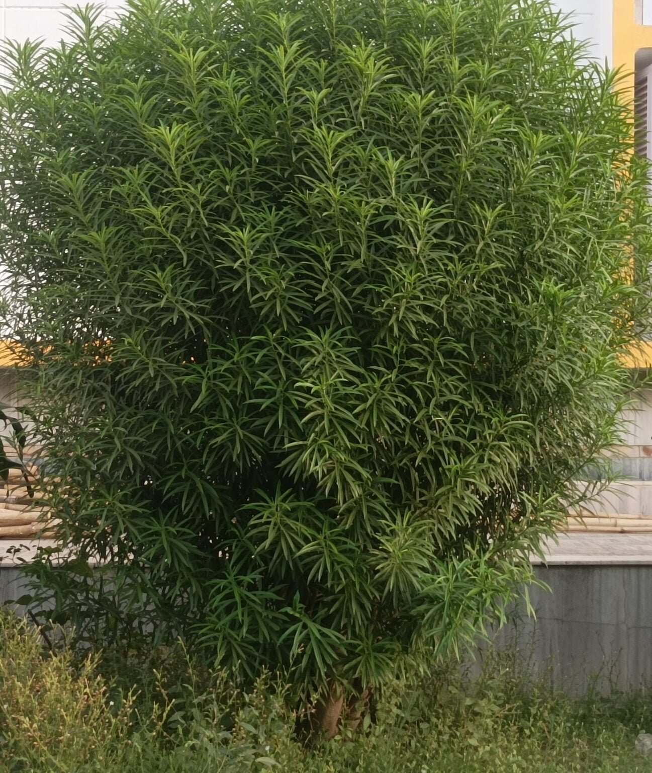 Park Tree Image Varanasi Best - Varanasi Best Images Free Downloads